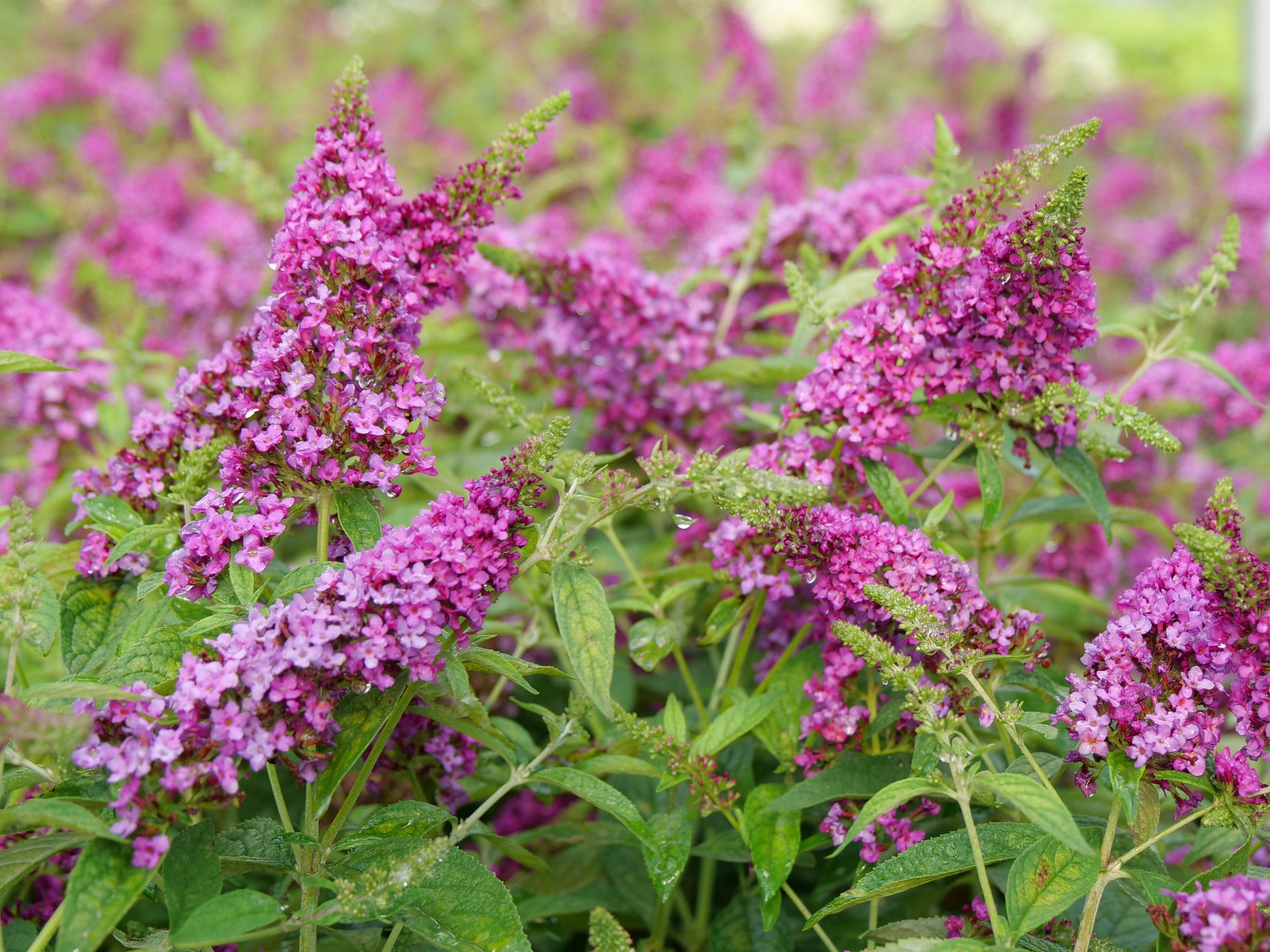 Lo & Behold Ruby Chip™ Butterfly Bush For Sale – ButterflyBushes.com