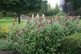 'Miss Ruby' Butterfly Bush | ButterflyBushes.com
