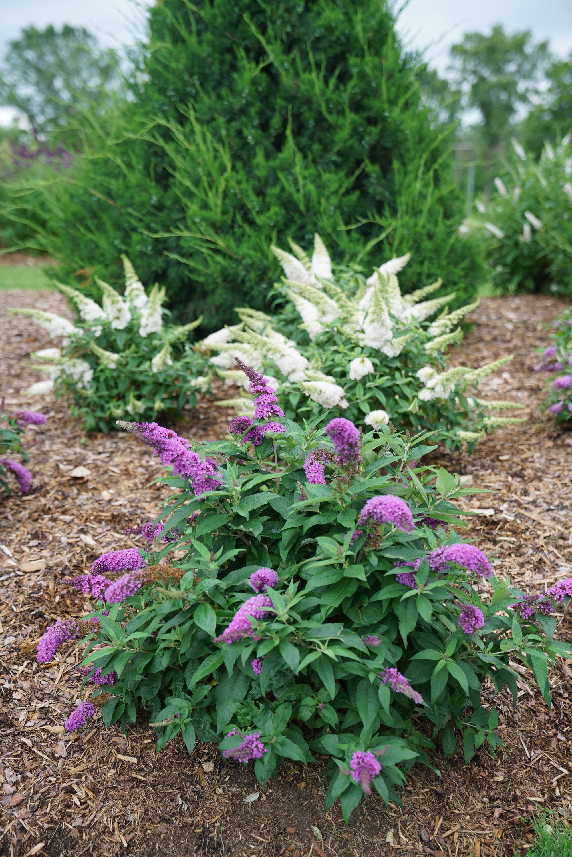 Pugster Periwinkle® Butterfly Bush | ButterflyBushes.com