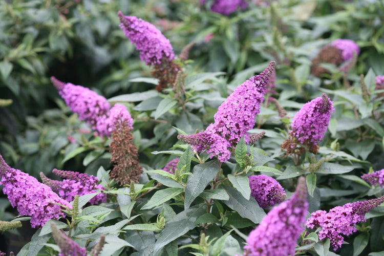 Butterfly Bushes (Buddleia) For Sale | Pollinator Plants ...