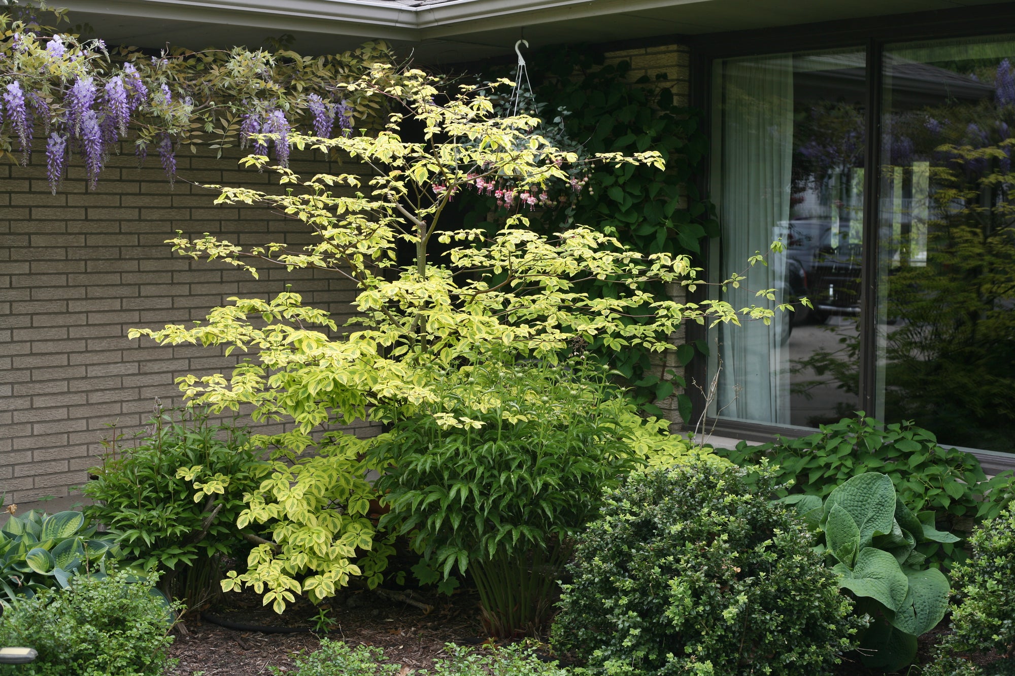 Golden Shadows® Pagoda Dogwood | ButterflyBushes.com