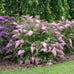 'Pink Cascade II' Butterfly Bush - Buddleia – ButterflyBushes.com