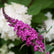 'Miss Ruby' Butterfly Bush | ButterflyBushes.com