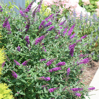 'Miss Violet' Butterfly Bush | ButterflyBushes.com
