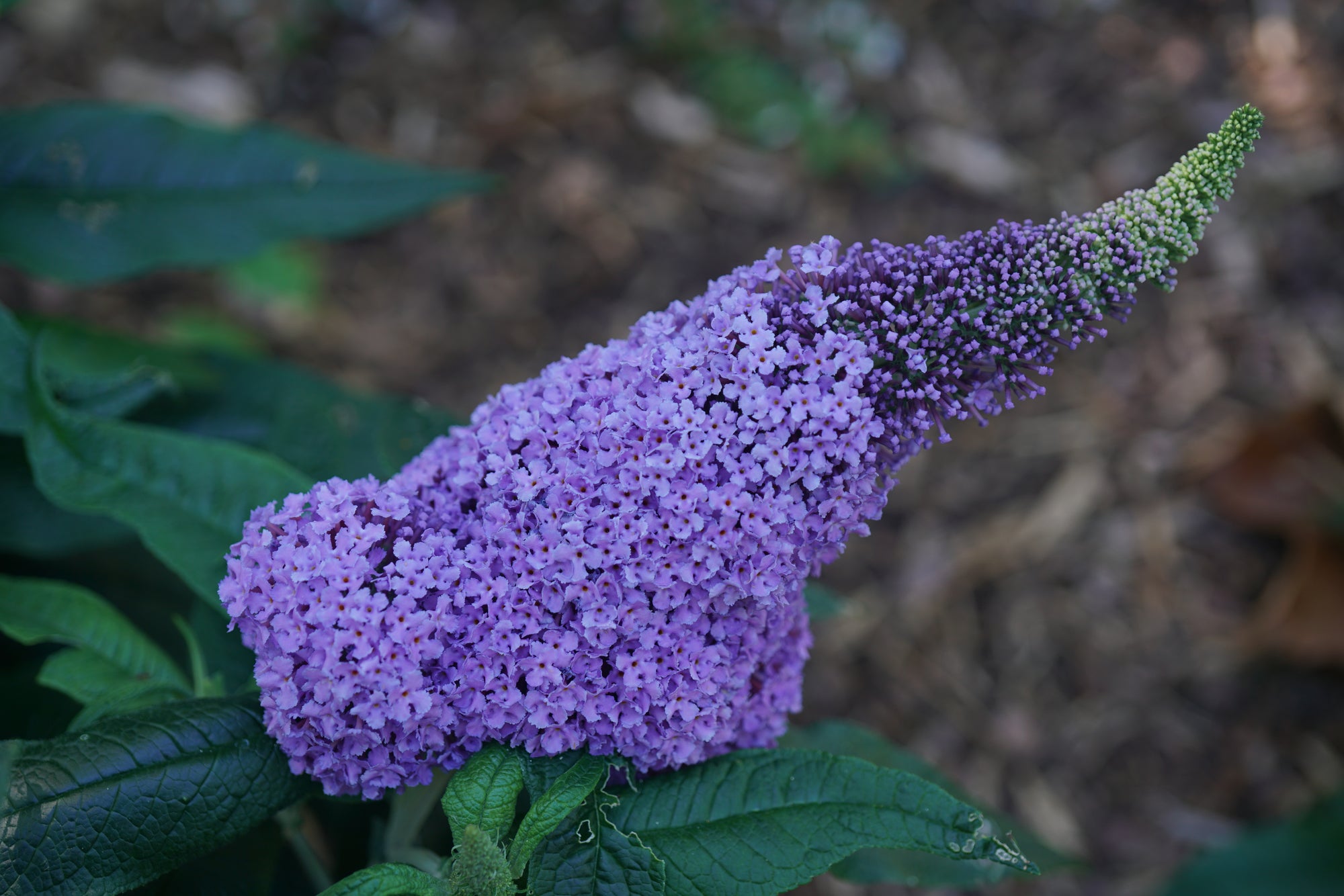 Pugster® Amethyst Butterfly Bush | ButterflyBushes.com