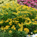 'Hello Yellow' Milkweed - Asclepias tuberosa – ButterflyBushes.com