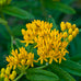 'Hello Yellow' Milkweed - Asclepias tuberosa – ButterflyBushes.com
