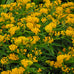 'Hello Yellow' Milkweed - Asclepias tuberosa – ButterflyBushes.com